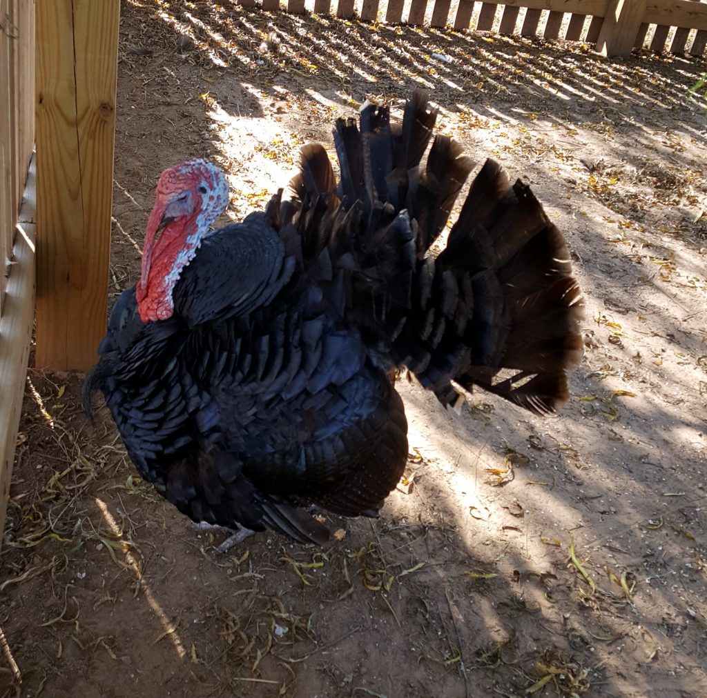 Thanksgiving in a Time of Pandemic | Ballparks Beaches and Beyond